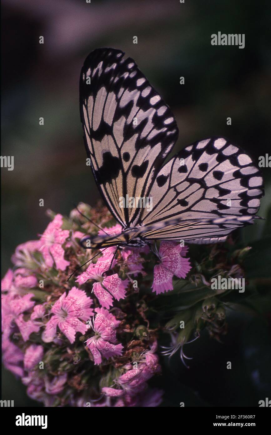 Flowers and critters on flowers Stock Photo - Alamy