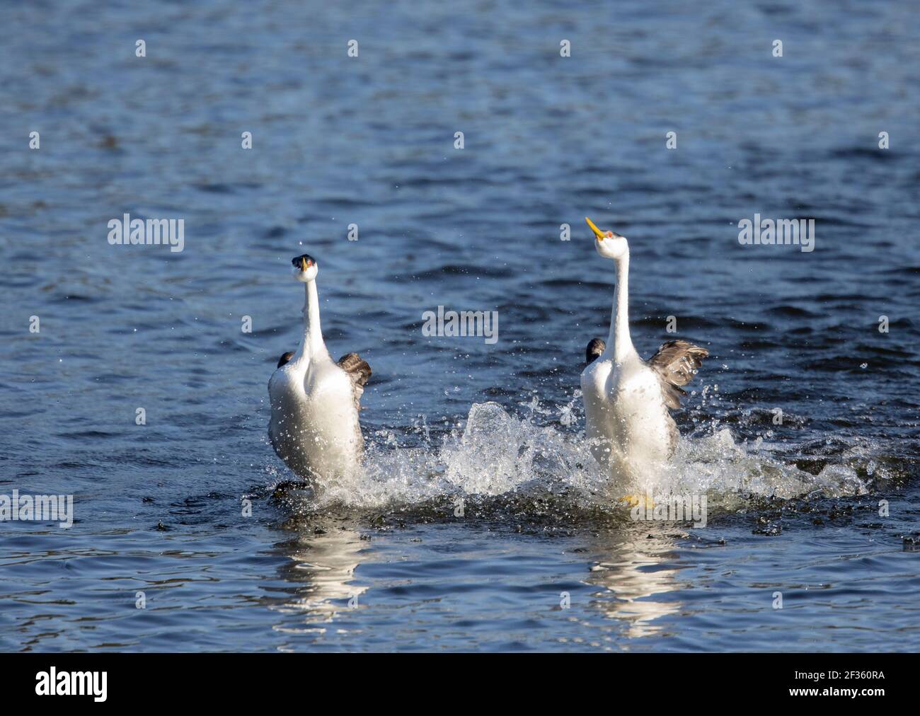 Western Grebes Mating Behavior High Resolution Stock Photography and ...