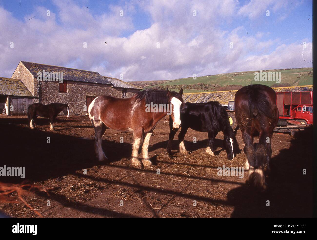 Horses in a paddock Stock Photo - Alamy