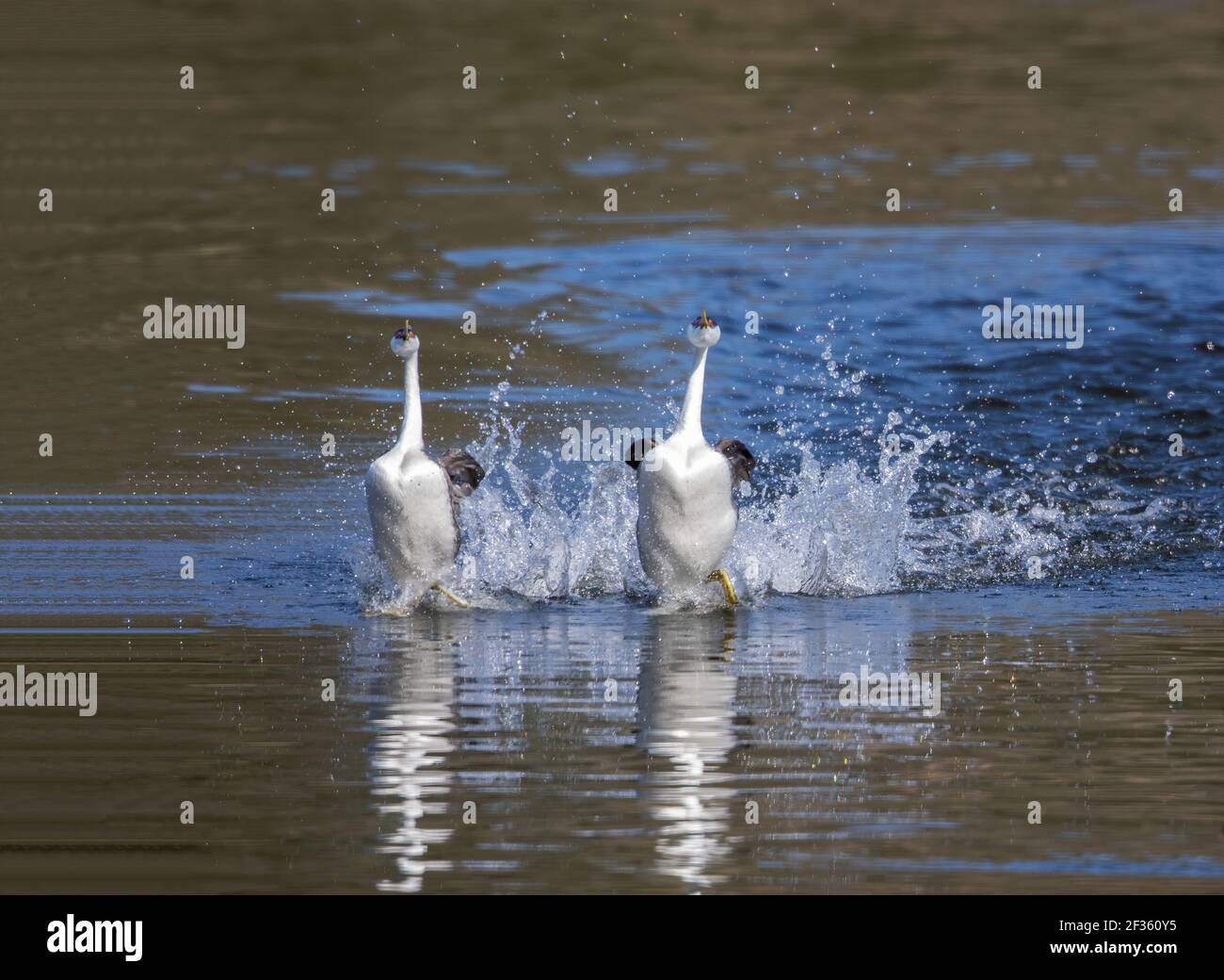 Western Grebes Mating Behavior High Resolution Stock Photography and ...