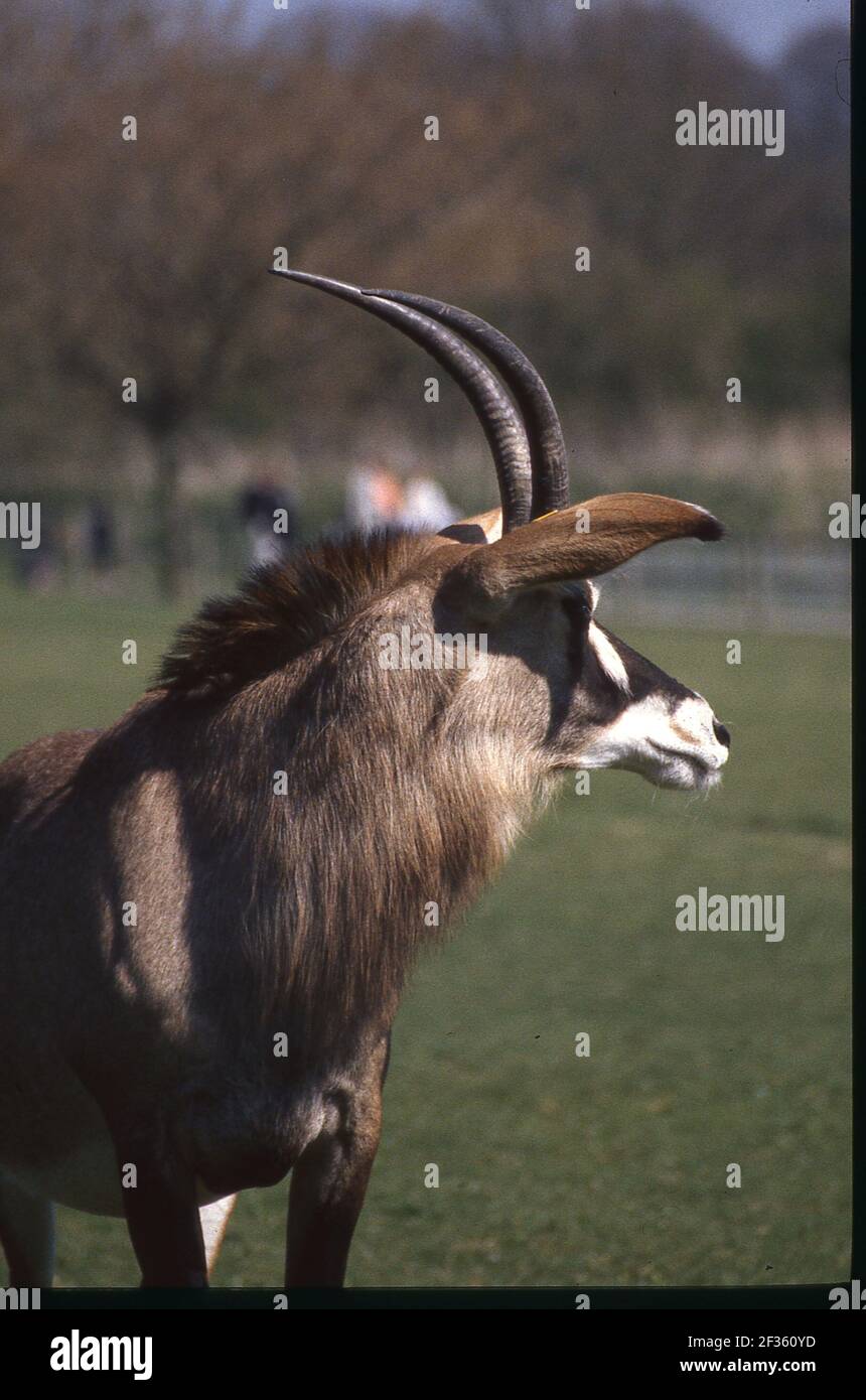 Various Animals in British Zoos and wildlife parks Stock Photo - Alamy
