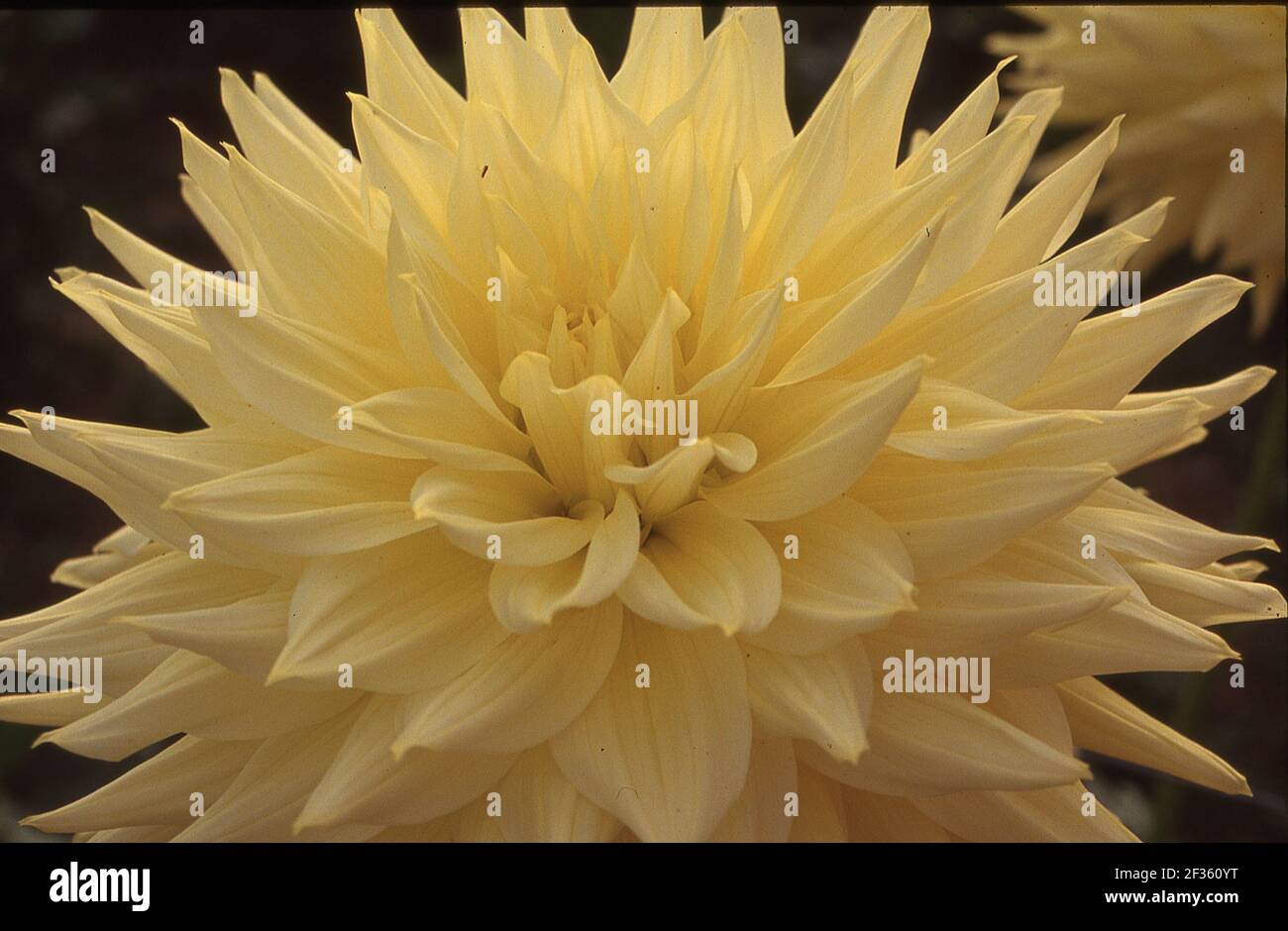 Flowers and critters on flowers Stock Photo - Alamy