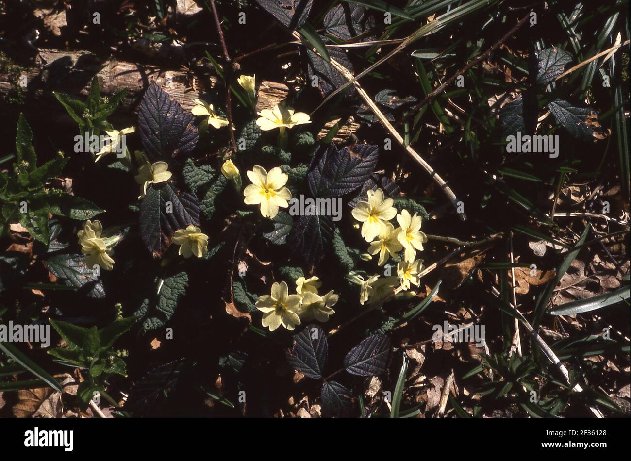 Flowers and critters on flowers Stock Photo - Alamy