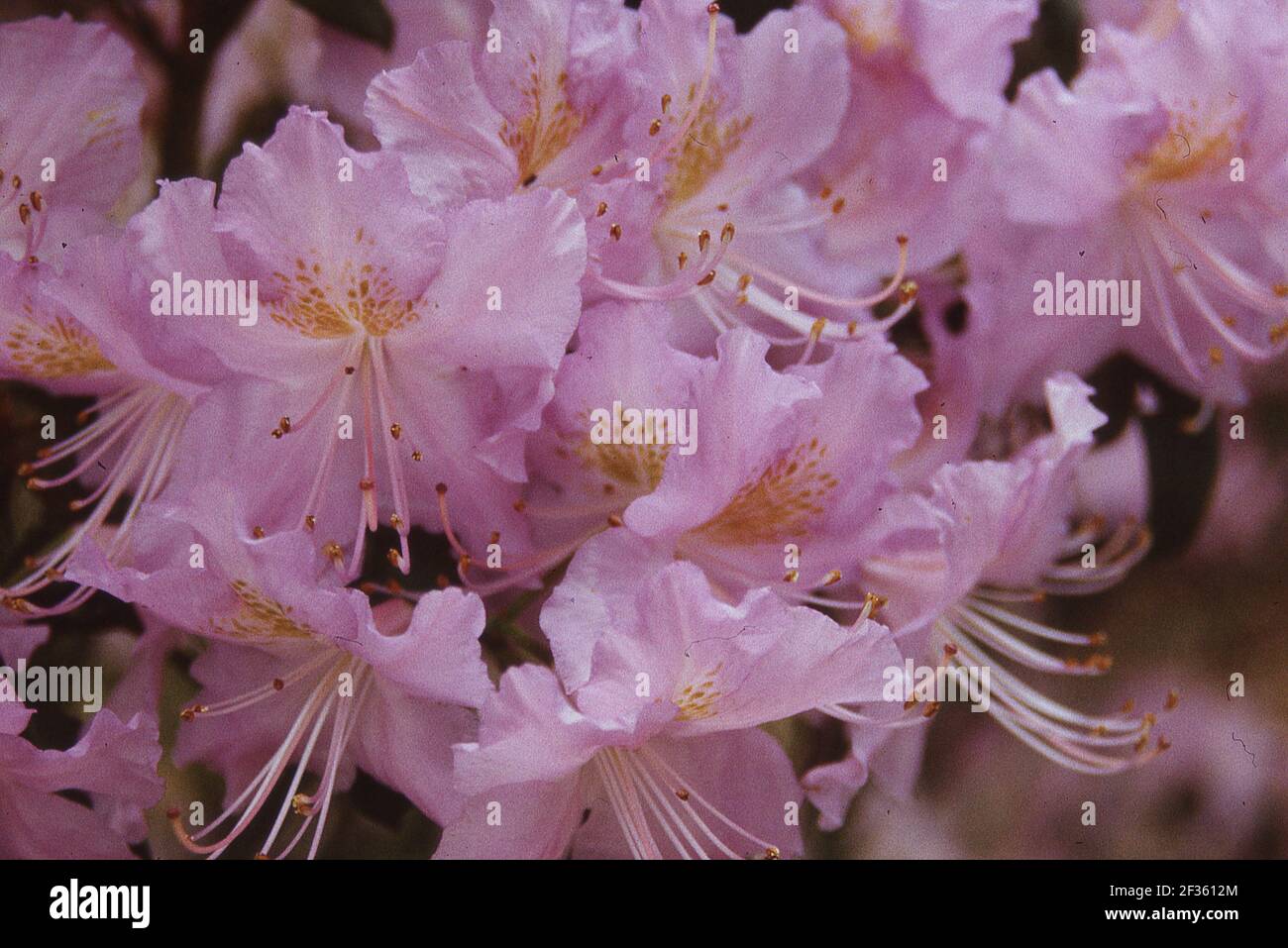 Flowers and critters on flowers Stock Photo - Alamy