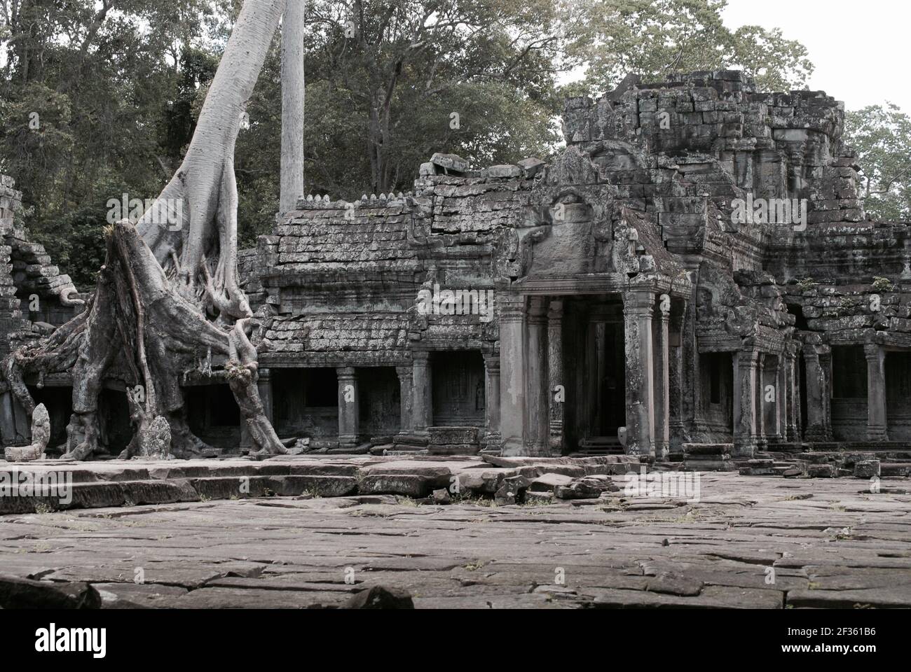 Root in Temple Stock Photo - Alamy