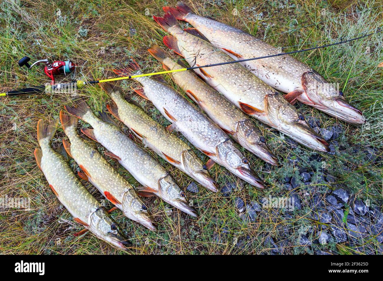 Fish fisher hi-res stock photography and images - Alamy