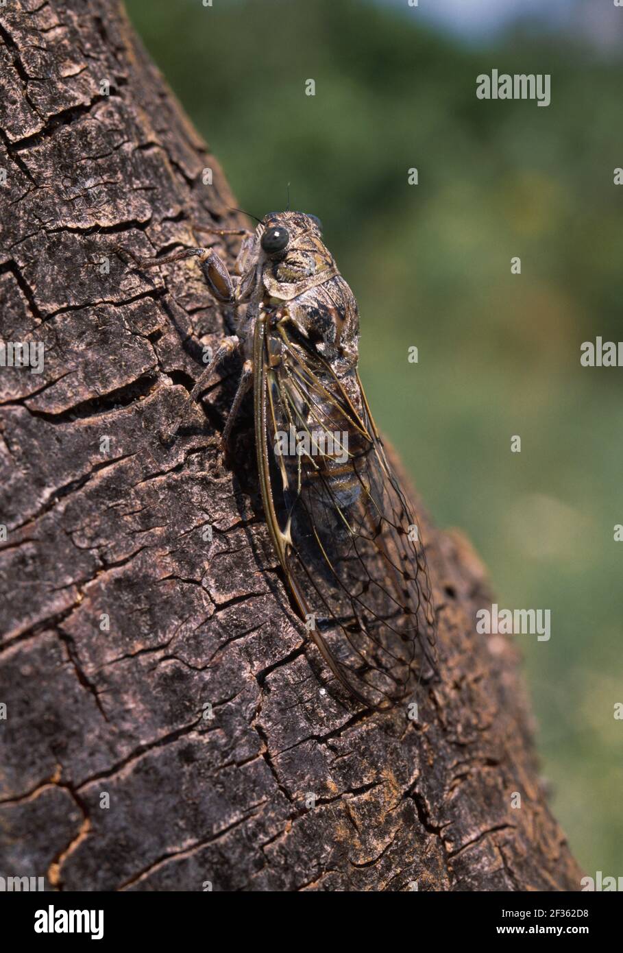Cicadi hi-res stock photography and images - Alamy
