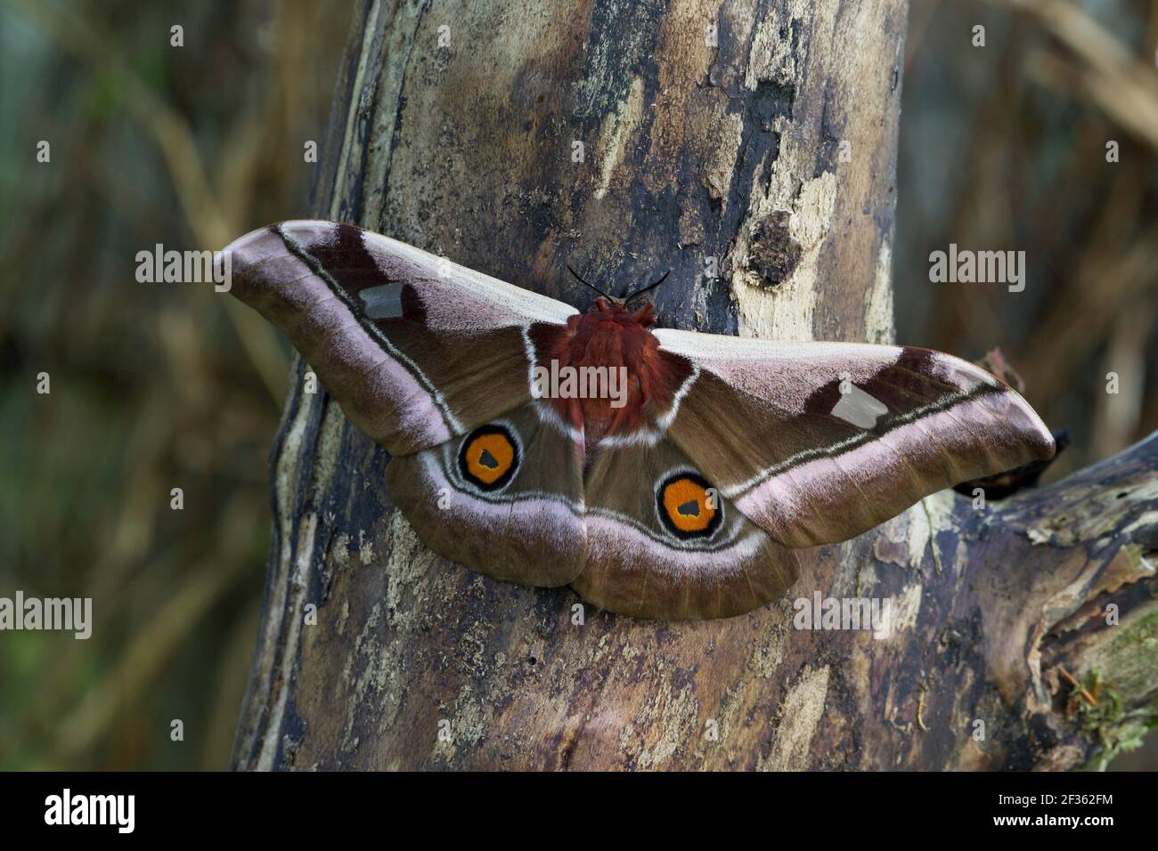 AFRICAN EMPEROR MOTH Bunaea alcinoe Distribution: Equatorial Africa ...