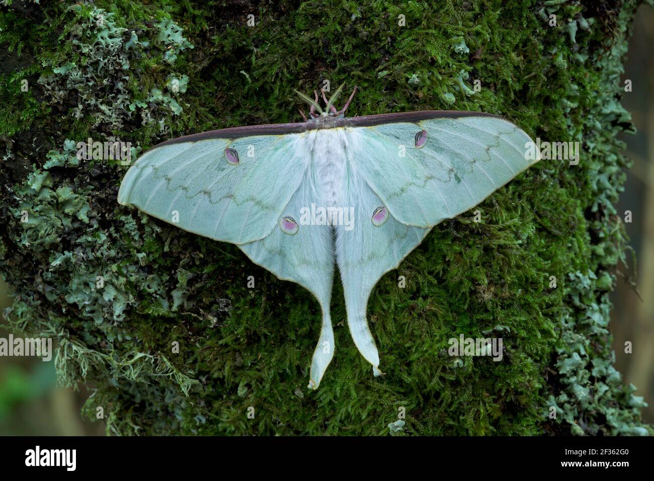 CHINESE MOON MOTH Actias sinensis Distribution: China and Laos, Credit ...