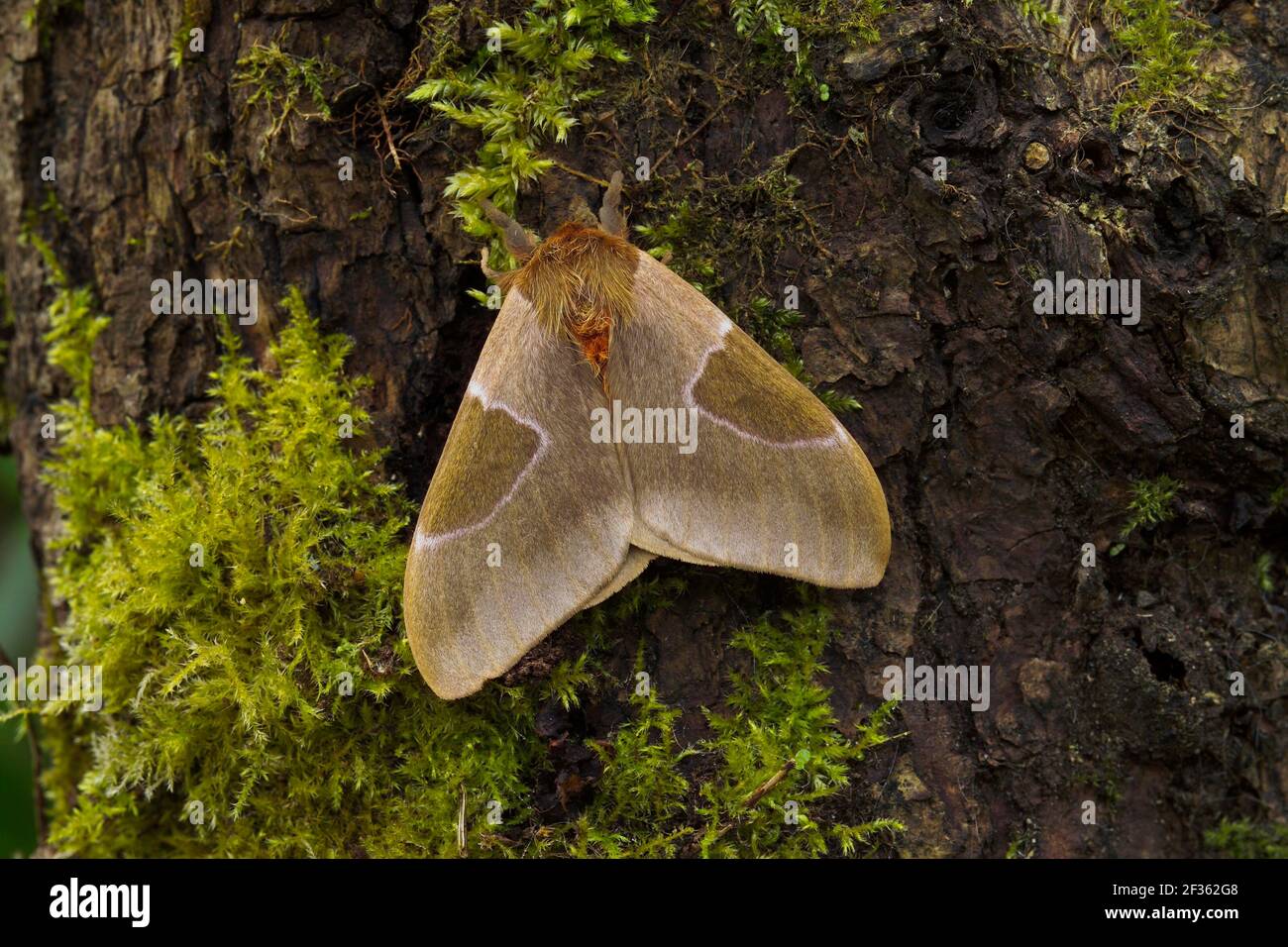 Saturnid moth hi-res stock photography and images - Alamy