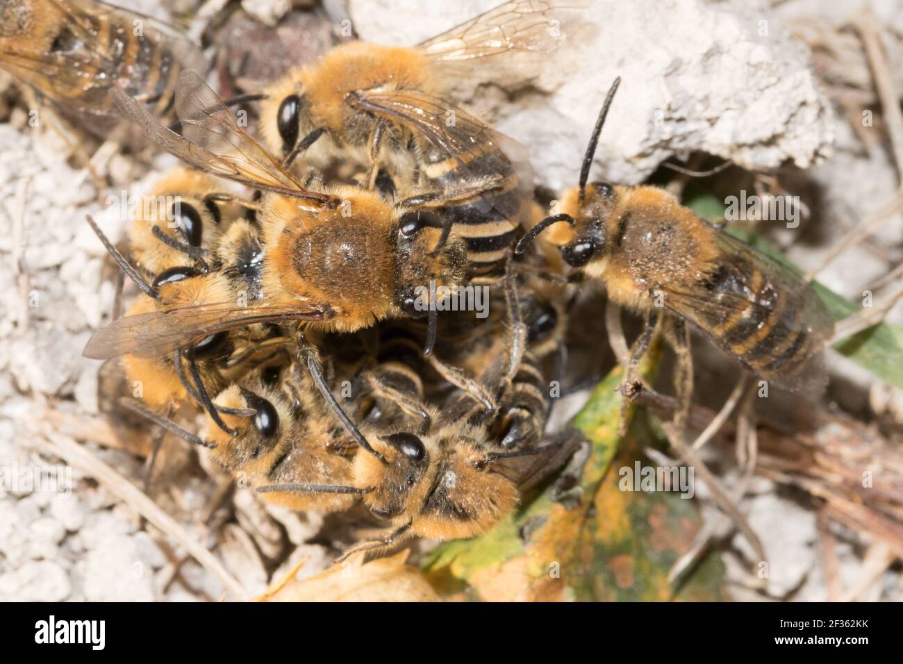 Ivy bee (Colletes hederae) mating ball. Sussex, UK Stock Photo - Alamy