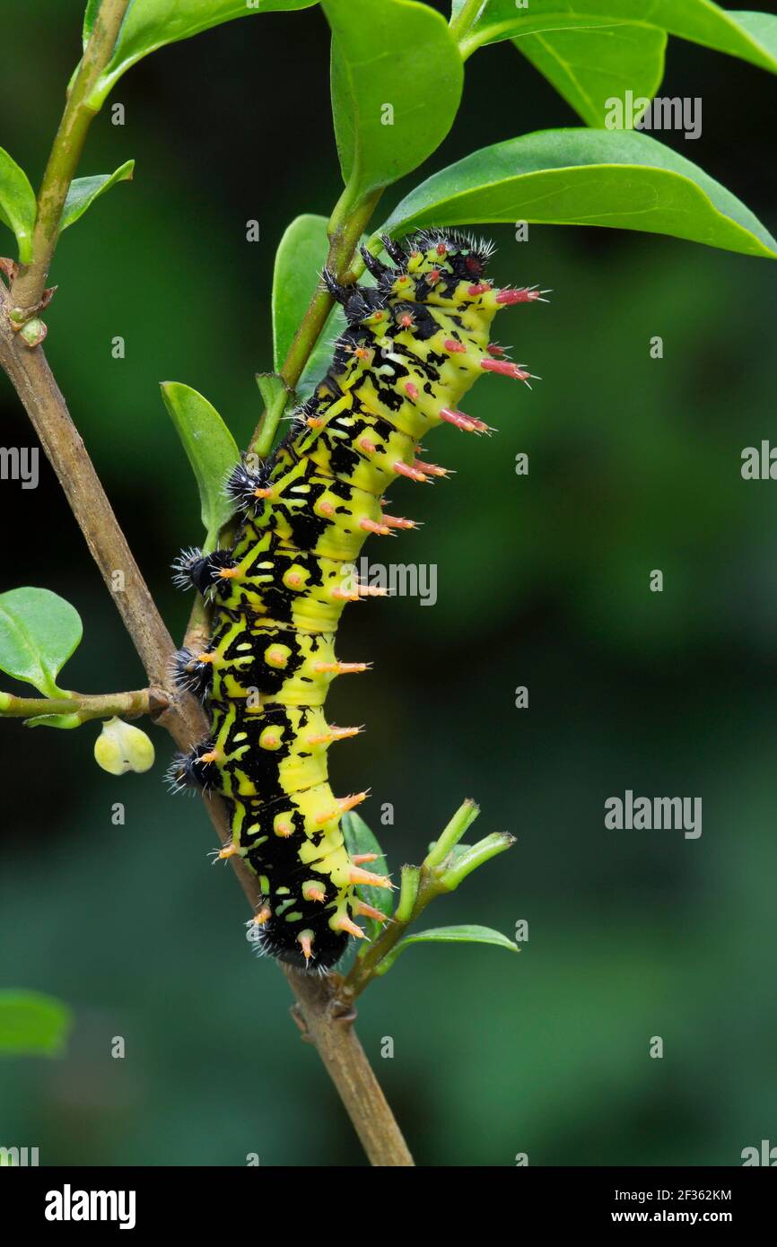SURAKA SILKMOTH larva Antherea suraka Madagascar, Credit:Robert ...