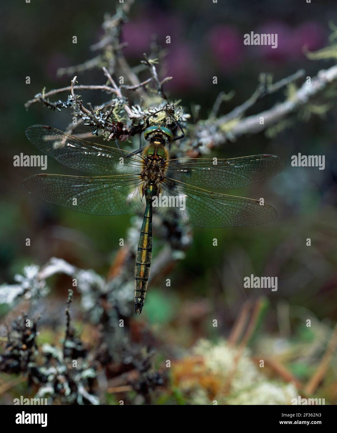 BRILLIANT EMERALD DRAGONFLY Somatochlora metallica male July Loch Bran ...