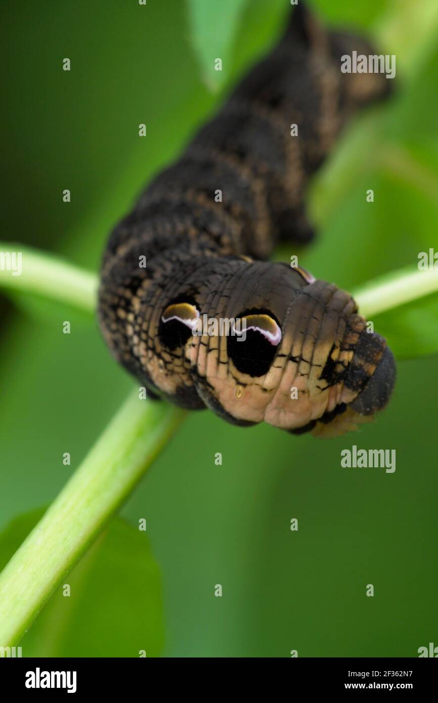 ELEPHANT HAWK-MOTH larva Deilephila elpenor Peatlands Park, Co. Armagh ...