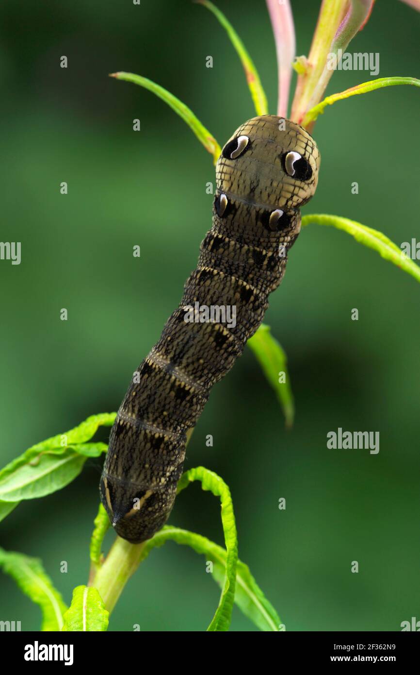 ELEPHANT HAWK-MOTH larva Deilephila elpenor On Willowherb, Peatlands ...