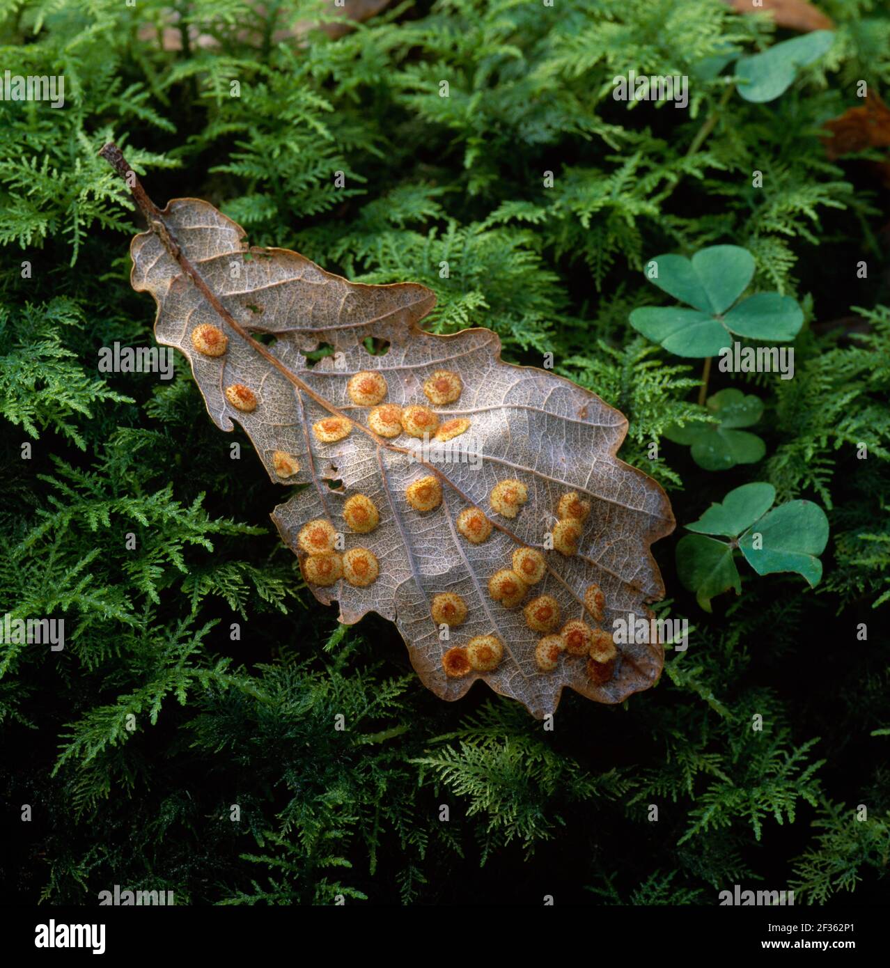SPANGLE GALLS on oak leaf Neuroterus quercusbaccarum caused by gall ...