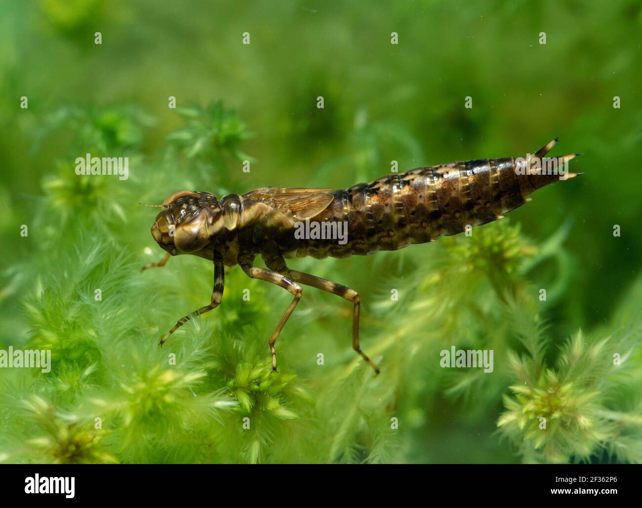 MIGRANT HAWKER larva Aeshna mixta Mortimer, Hampshire, England., Credit ...