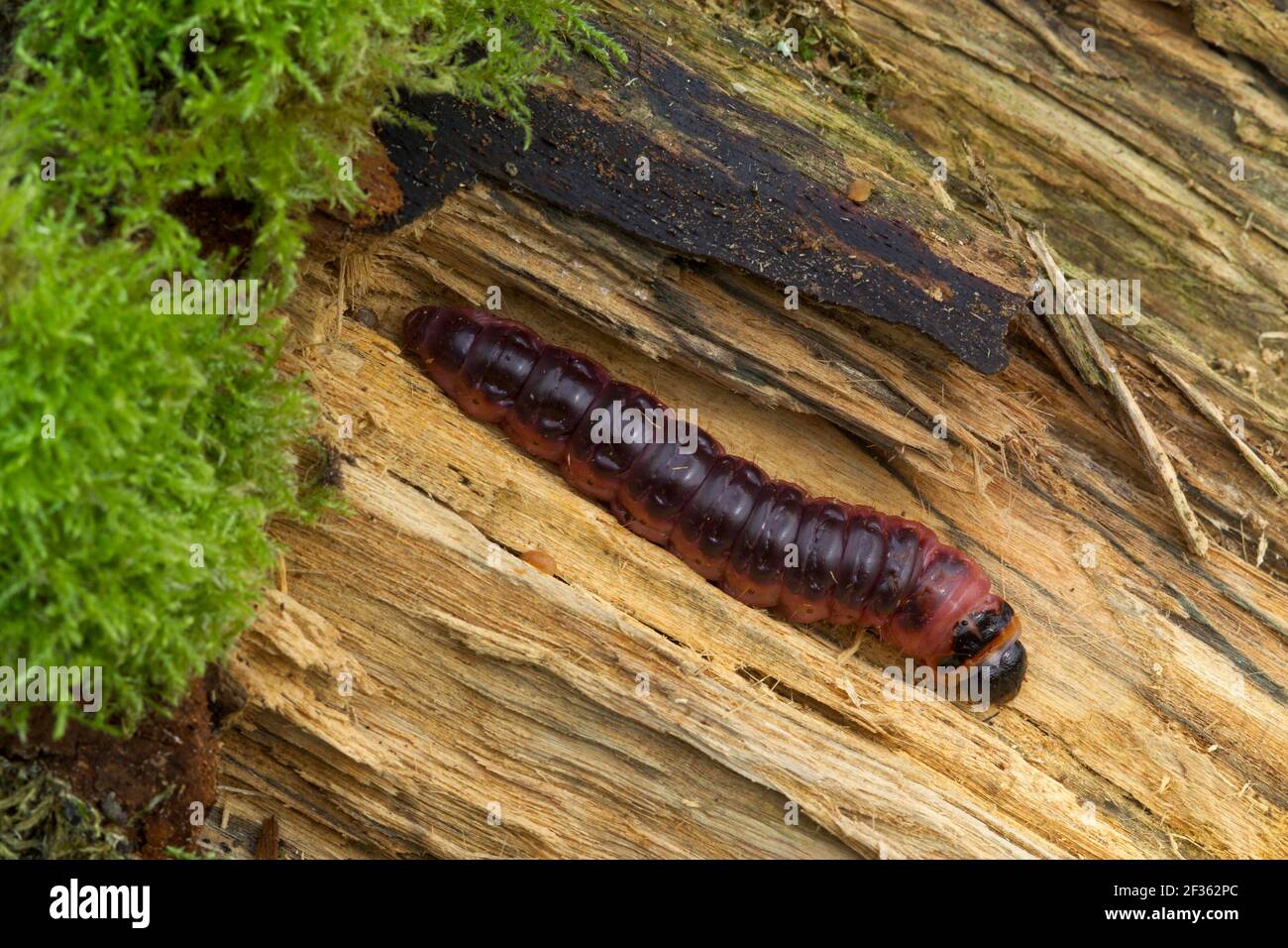 GOAT MOTH larva Cosus cosus Longeaton, Nottingham, UK, Credit:Robert ...