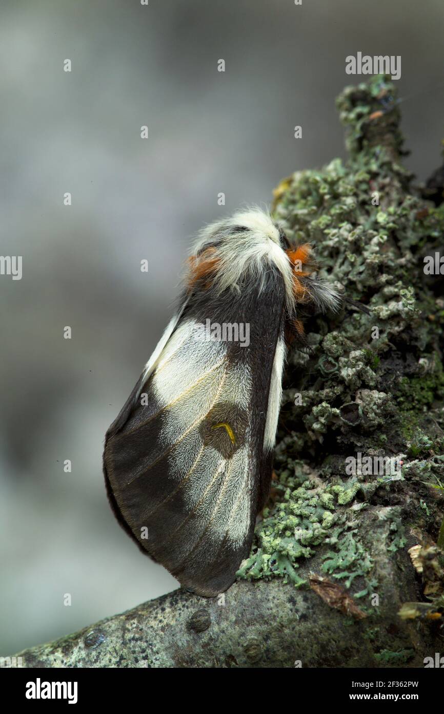 Nevada buck moth hi-res stock photography and images - Alamy