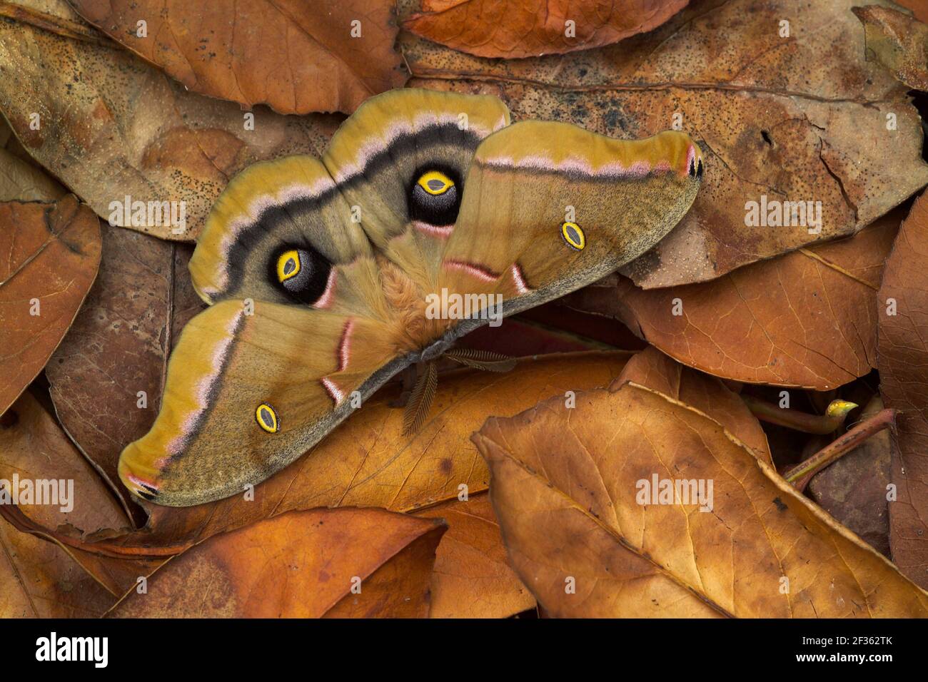 POLYPHEMUS MOTH Antheraea polyphemus Distribution: North America ...