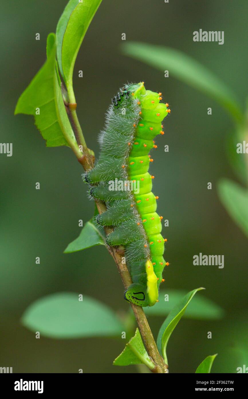 Rothschildia moth hi-res stock photography and images - Alamy