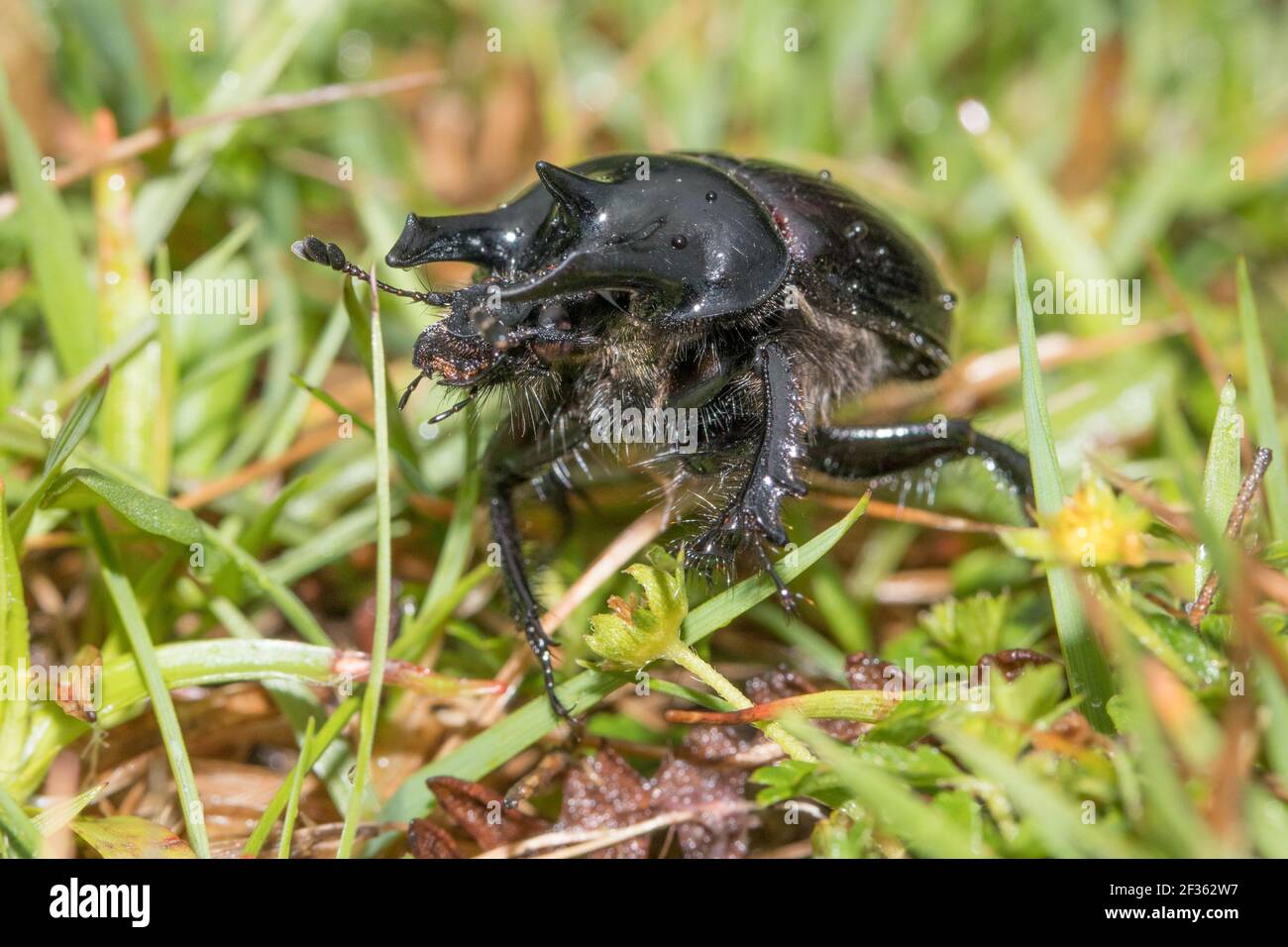 Minotaur beetle (Typhaeus typhoeus) on heathland border. Sussex, UK ...
