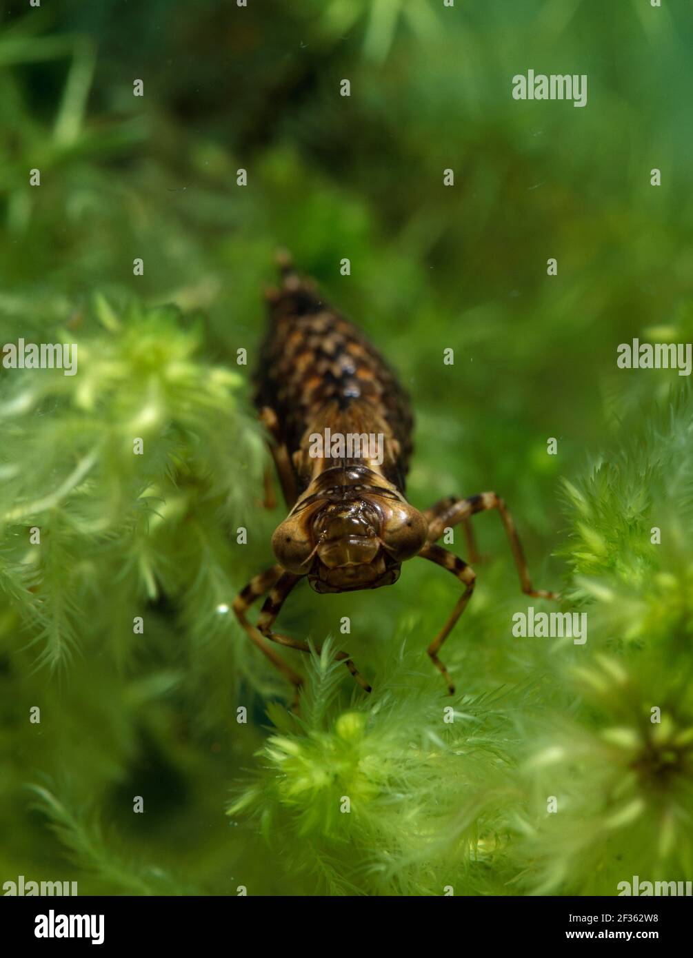 MIGRANT HAWKER larva Aeshna mixta Mortimer, Hampshire, England., Credit ...