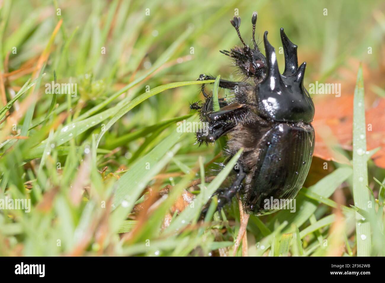 Minotaur beetle (Typhaeus typhoeus) on heathland border. Sussex, UK ...