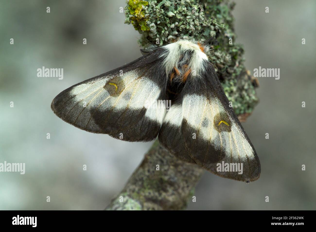 Nevada buck moth hi-res stock photography and images - Alamy