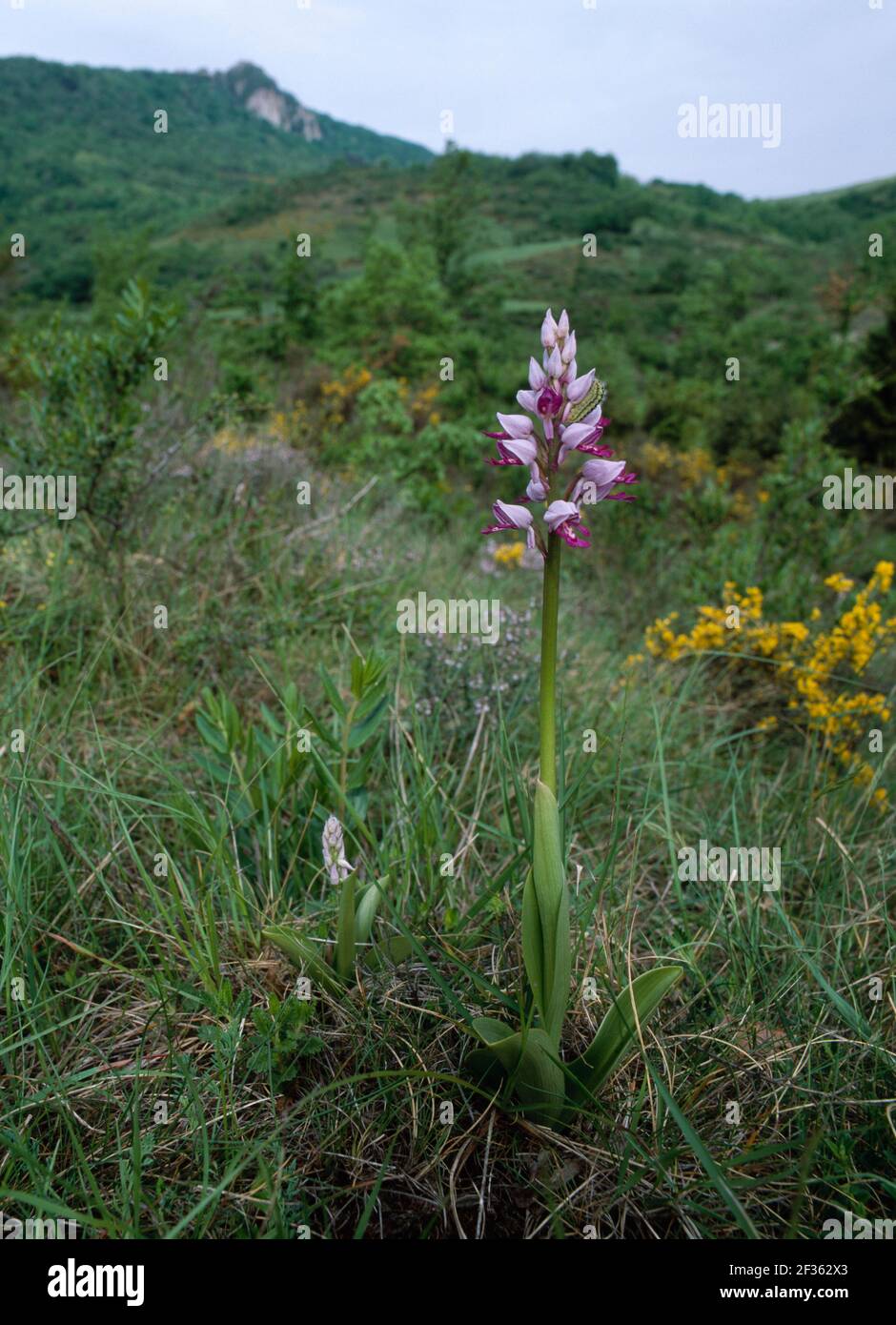 MILITARY ORCHID in flower Orchis militaris Bugarach, Southern France ...