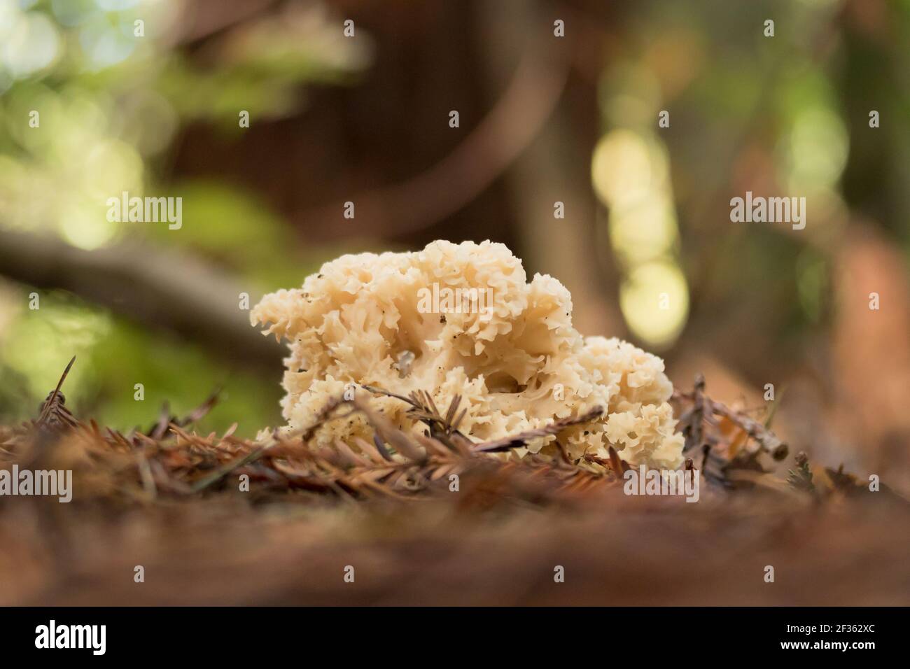Brain fungus (Sparassis crispa) in coniferous woodland. Sussex, UK ...