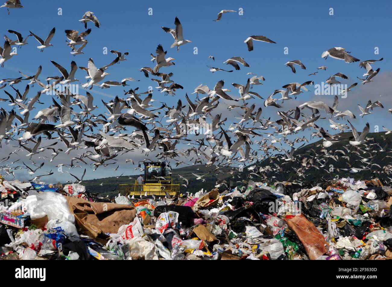 Gulls on rubbish tips hi-res stock photography and images - Alamy