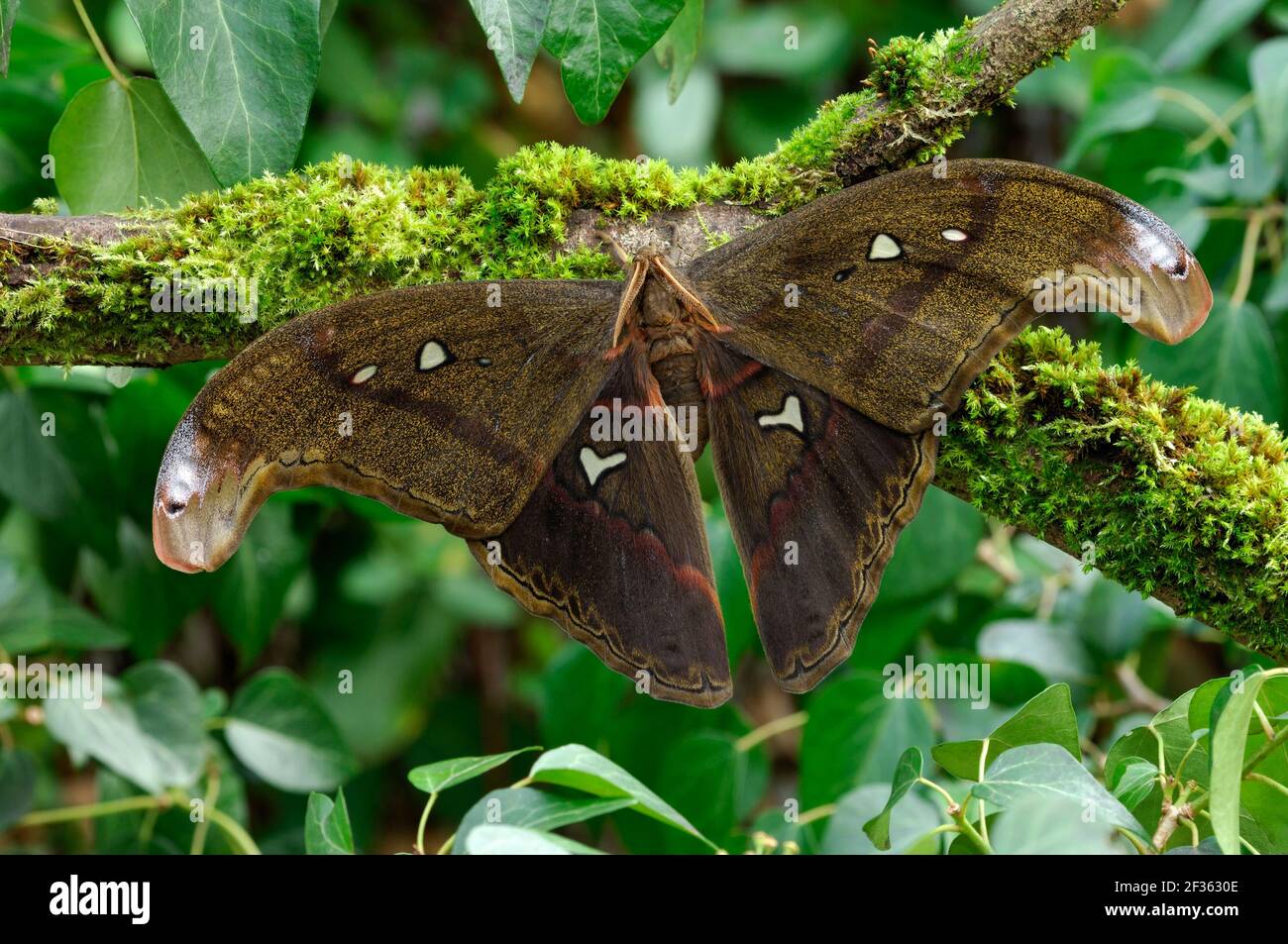 SILKMOTH male Attacus caezar This species occurs throughout the ...