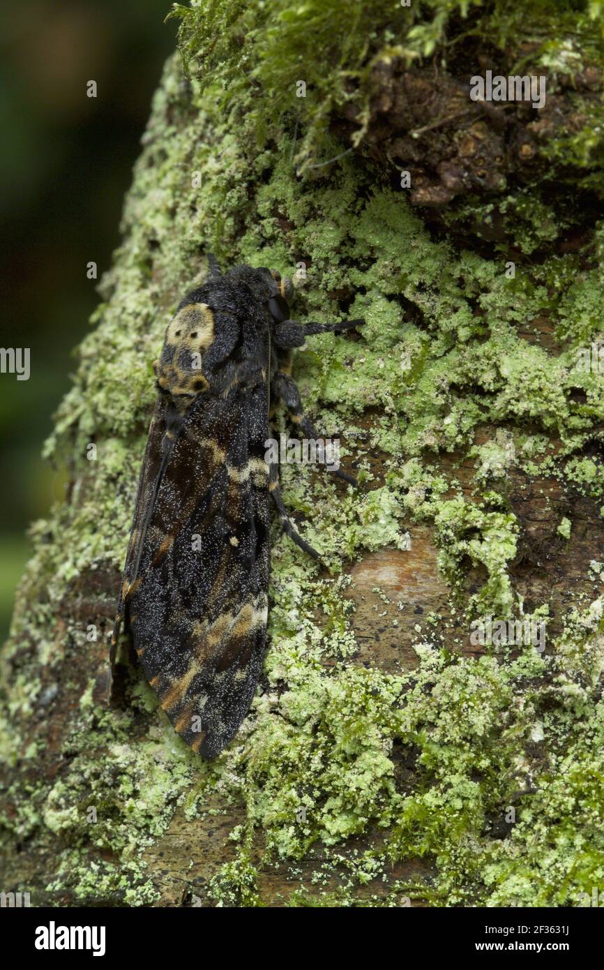 DEATH'S HEAD HAWKMOTH Acherontia atropos Close-up on skull markings on ...