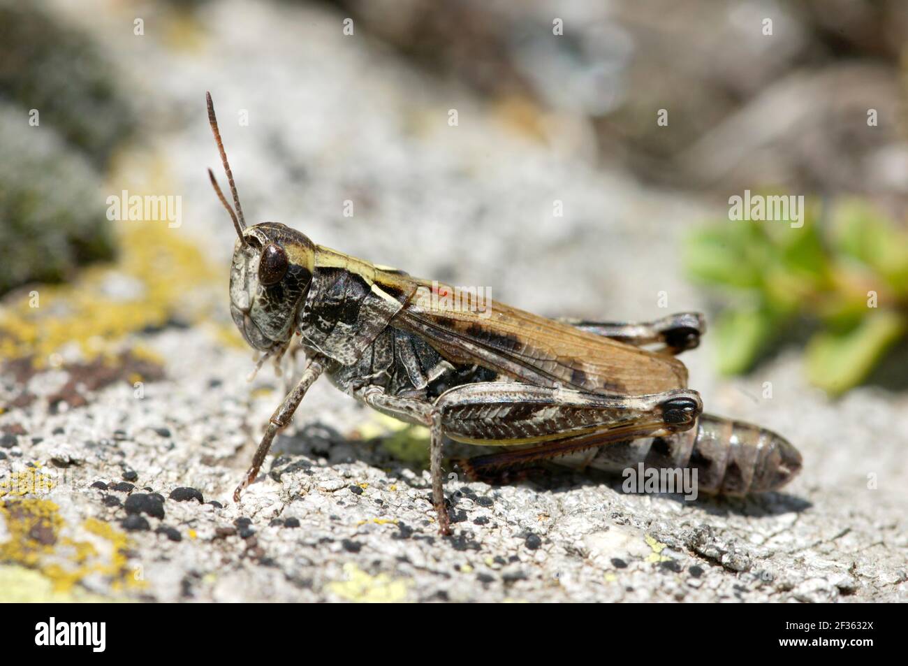 CLUBLED-LEGGED GRASSHOPPER Gomphocerus sibiricus Alpine meadows, Lacu ...