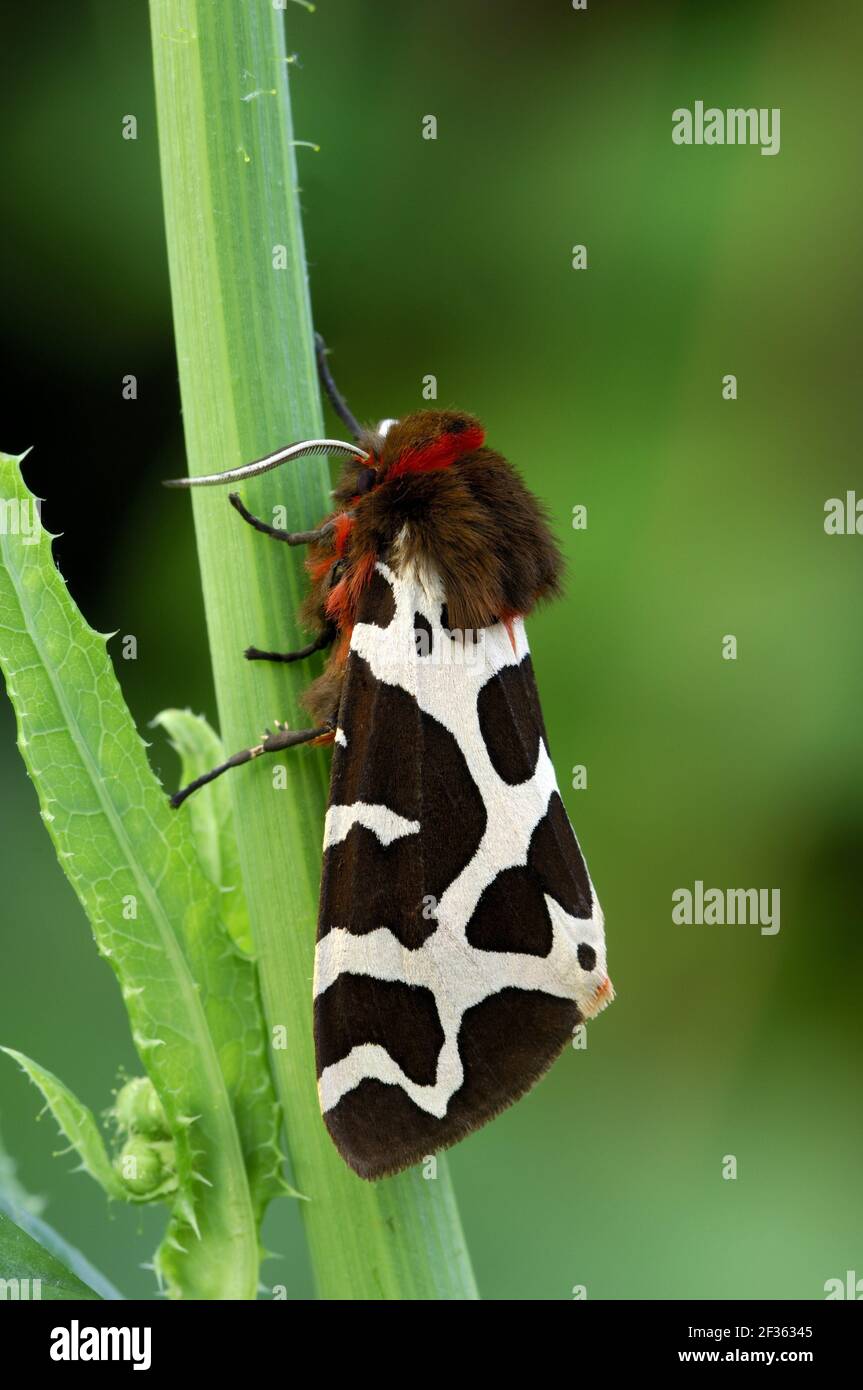 GARDEN TIGER MOTH Arctia caja, Credit:Robert Thompson / Avalon Stock ...