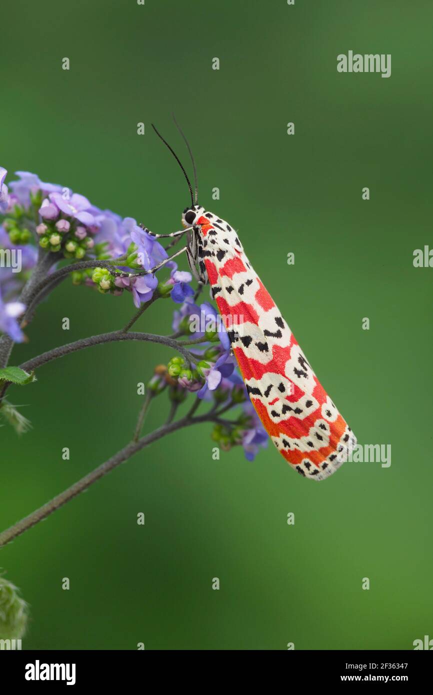 Utetheisa Bella High Resolution Stock Photography and Images - Alamy