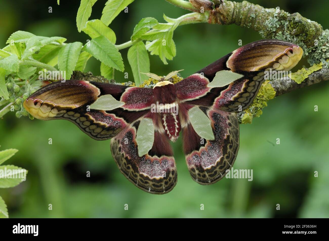 Rothschildia moth hi-res stock photography and images - Alamy