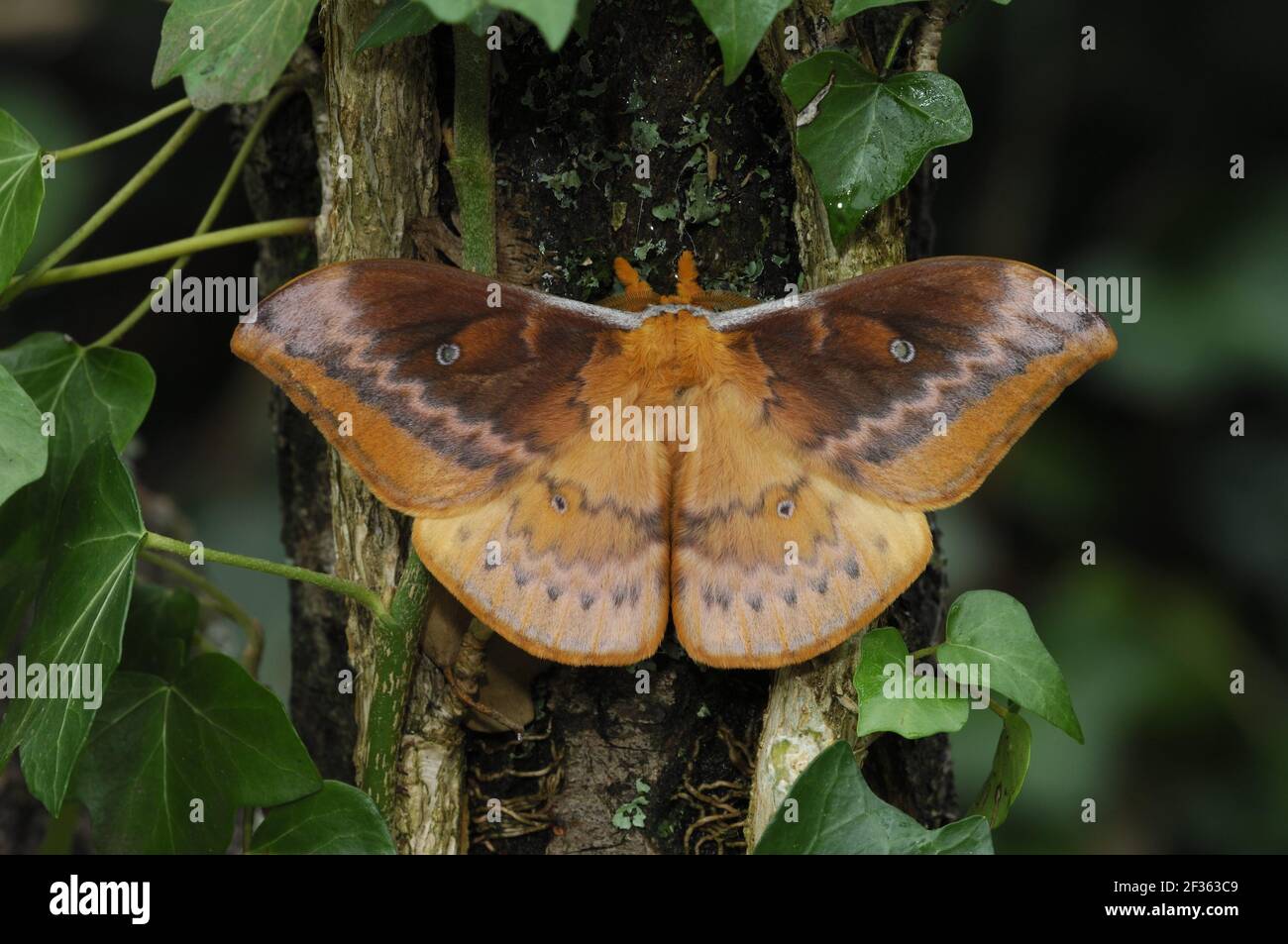 SWALLOW-TAILED MOTH Qurapteryax sambucaria Peatlands Park, County ...