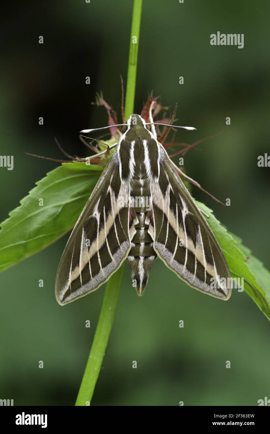 Lac insect hi-res stock photography and images - Alamy