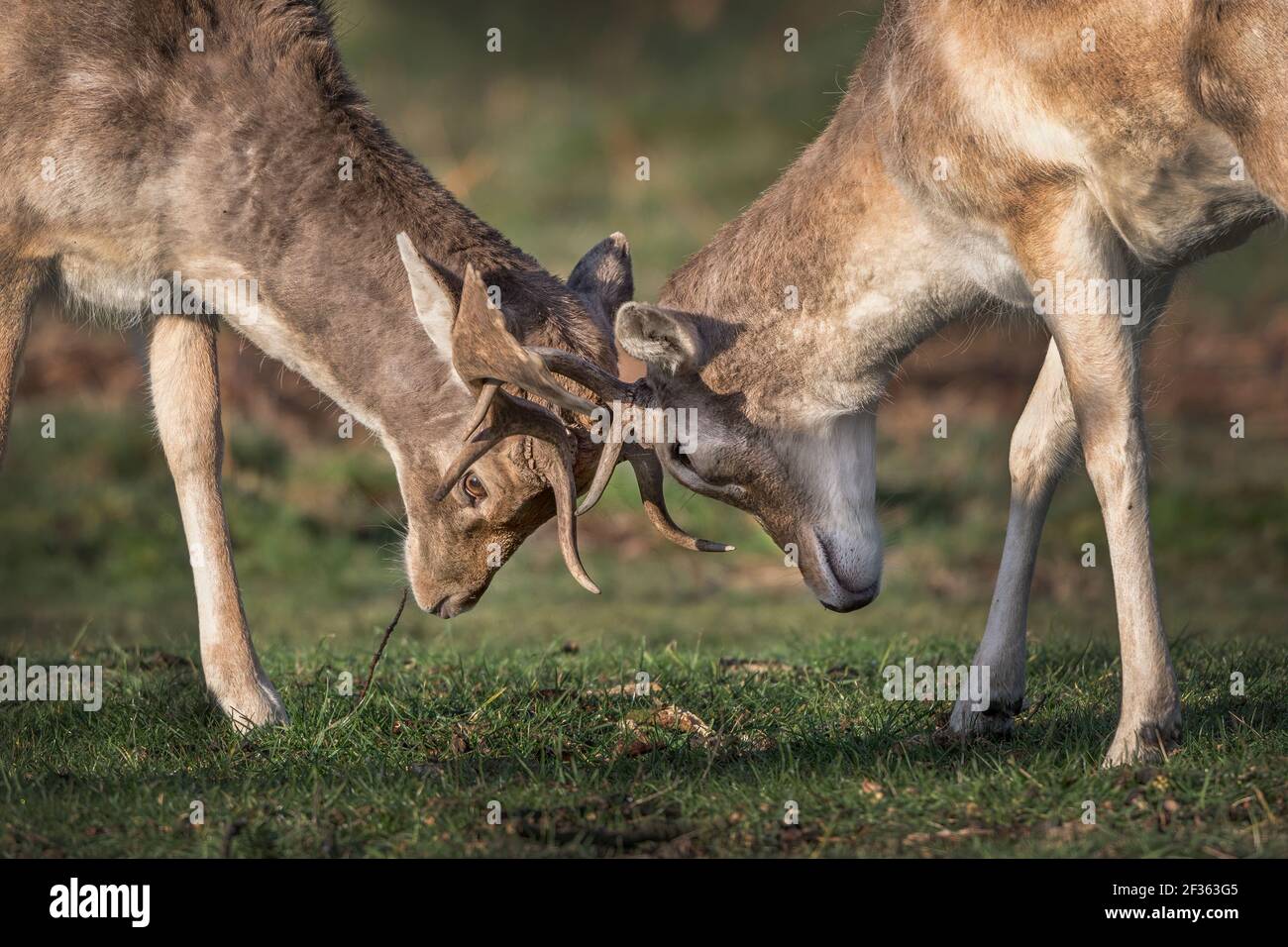 two young fallow deer practising locking horns antlers ready for when ...