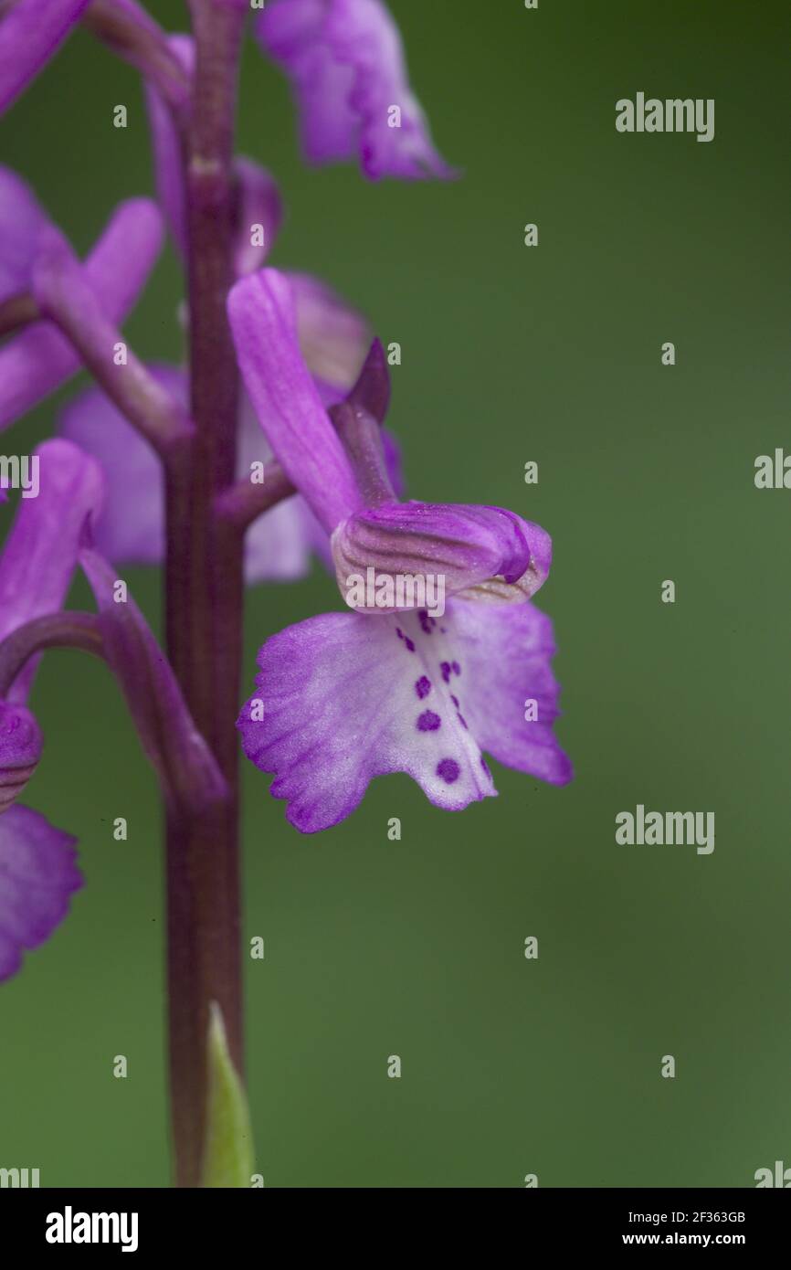 Great prominent moth hi-res stock photography and images - Alamy