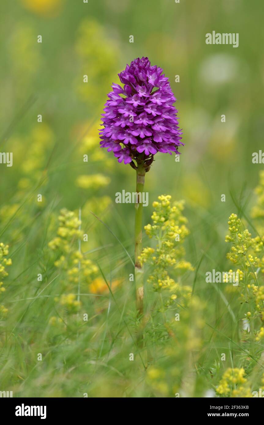 SILKMOTH female Pseudobunaea heyeri Western Africa, Credit:Robert ...