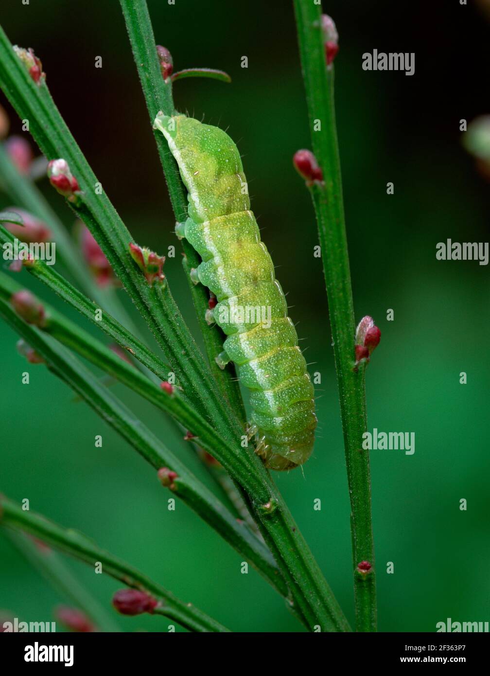 ANGLE SHADES larva Phlogophora meticulosa Mature Garden, Banbridge ...