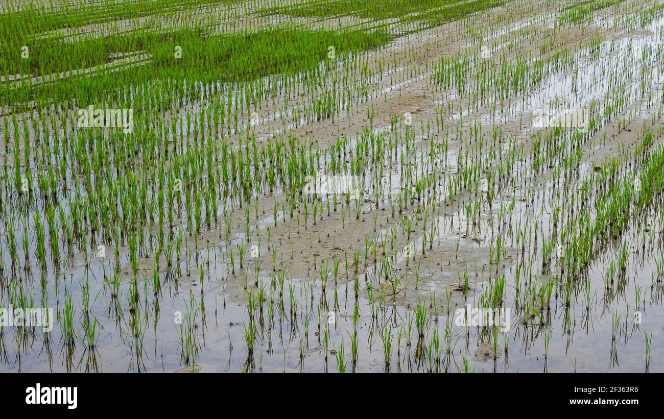 South korea rice farming harvest season hi-res stock photography and ...