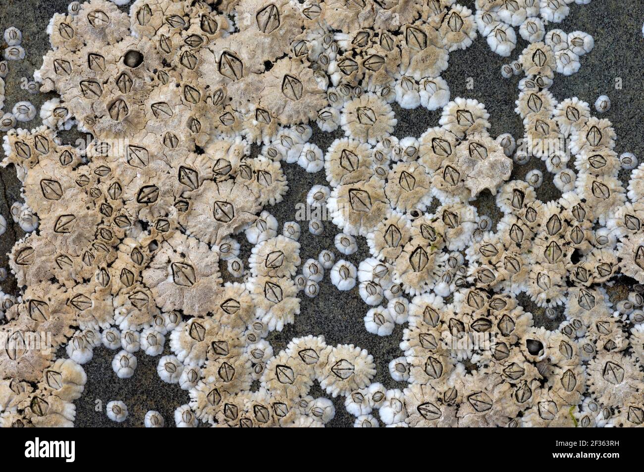 ARCORN BARNACLES Balanus balanoides Northern Ireland, Credit:Robert ...