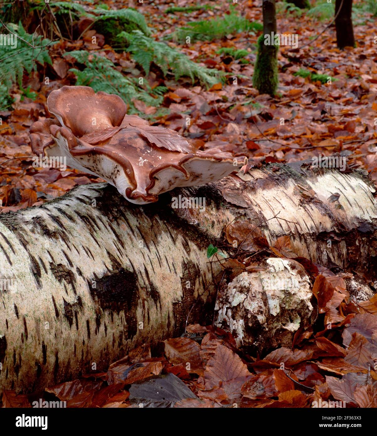 BIRCH POLYPORE Piptoporus betulinus Gosford Forest Park, Markethill ...