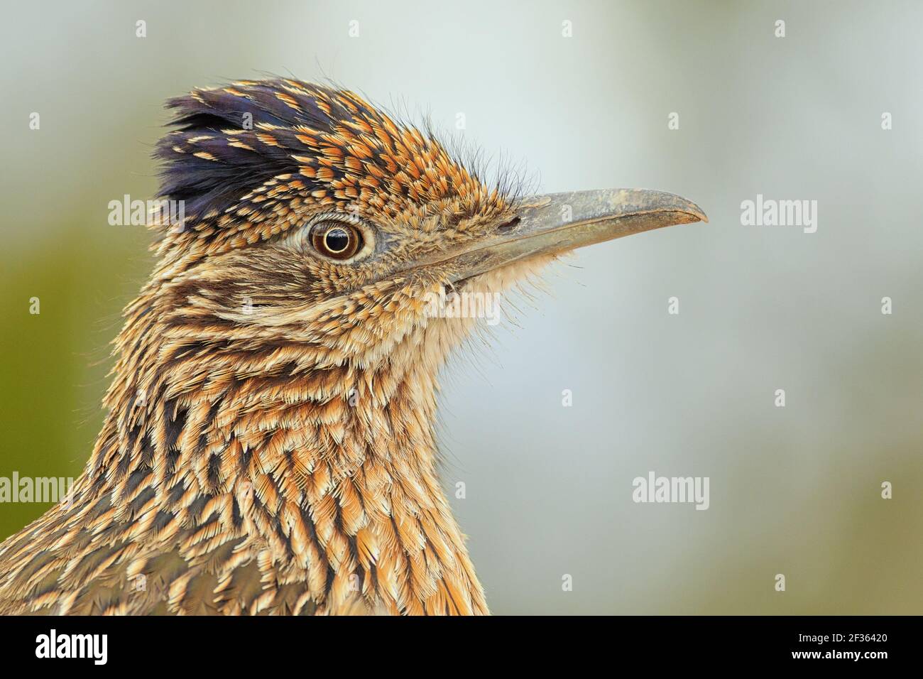 Greater roadrunner desert hi-res stock photography and images - Alamy