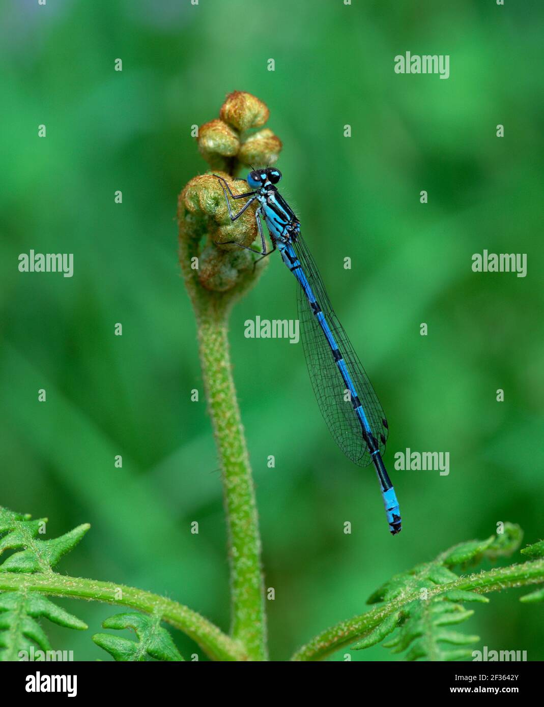 AZURE DAMSELFLY Coenagrion puella Northern Ireland, Credit:Robert ...