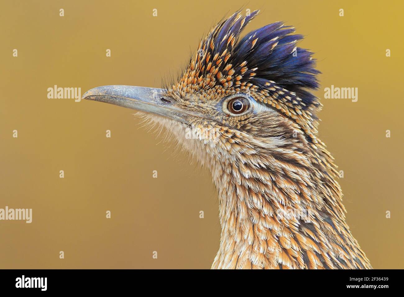 A portrait of a Greater Roadrunner Stock Photo - Alamy